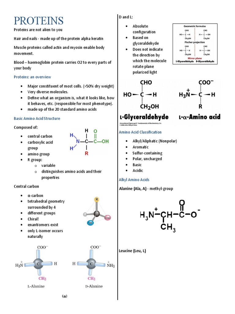 Proteins: An Overview | Download Free PDF | Cysteine | Amino Acid