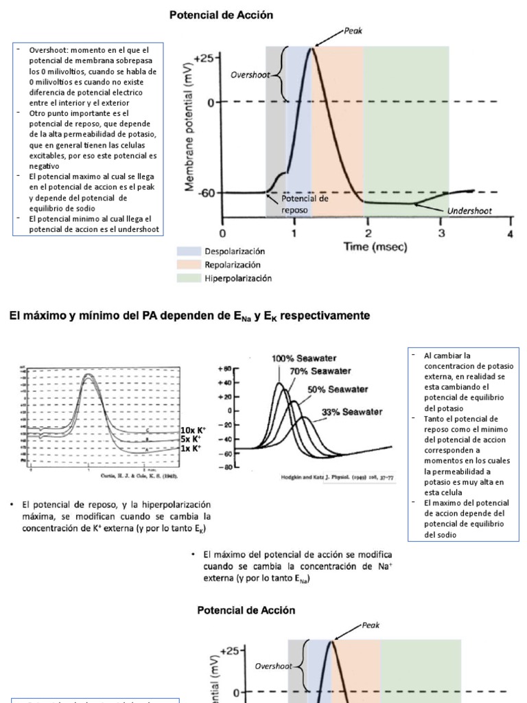 Excitabilidad Parte 3 | PDF | Potencial de acción | Electrofisiologia
