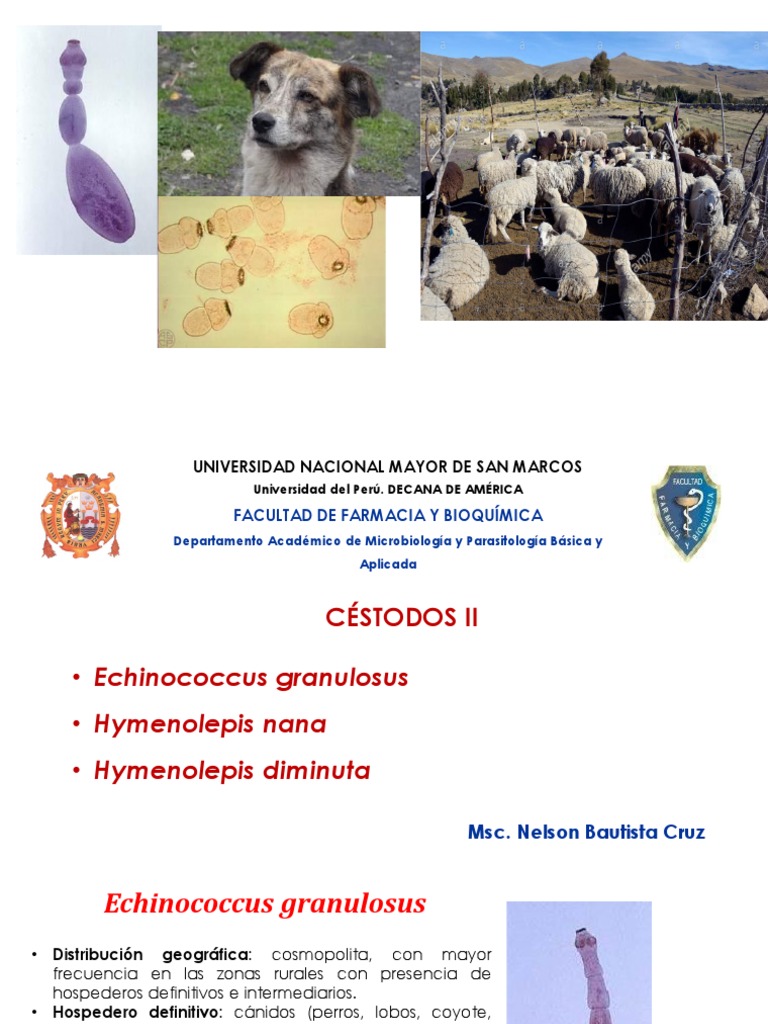 Cestodos intestinales en el hombre: Echinococcus granulosus ...