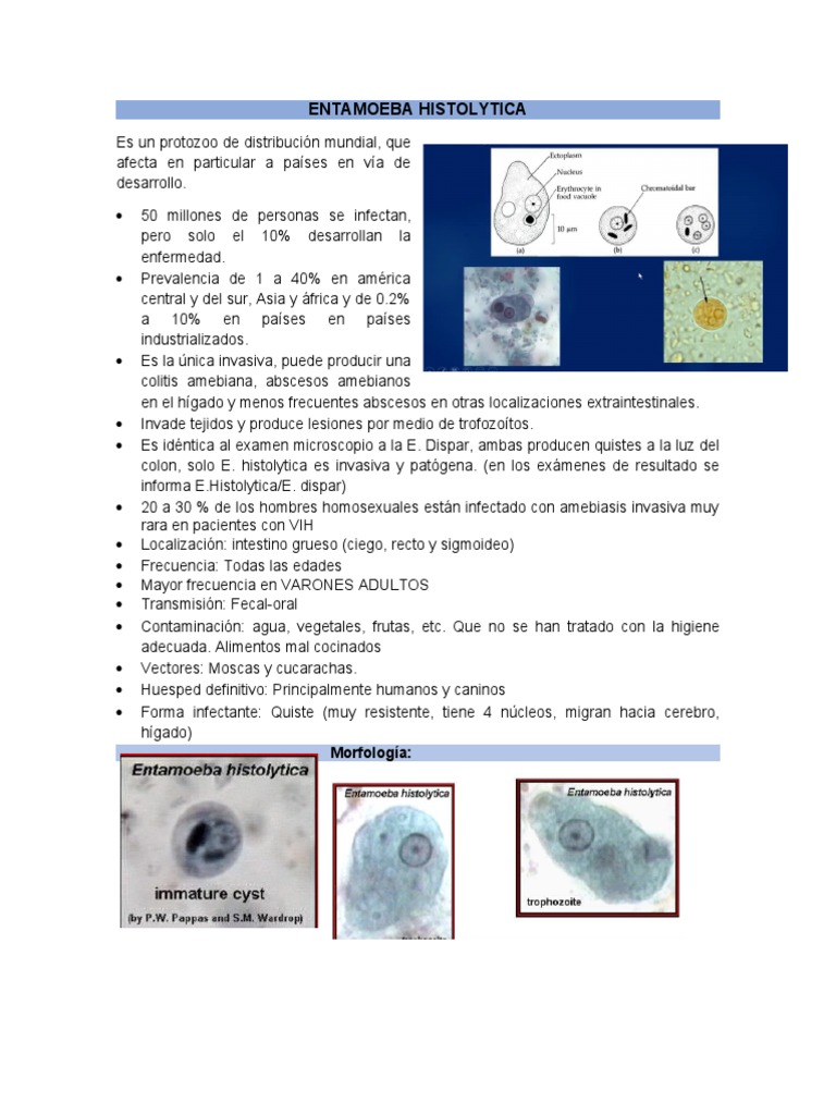 Entamoeba Histolytica Pdf Gastroenterología Especialidades Medicas