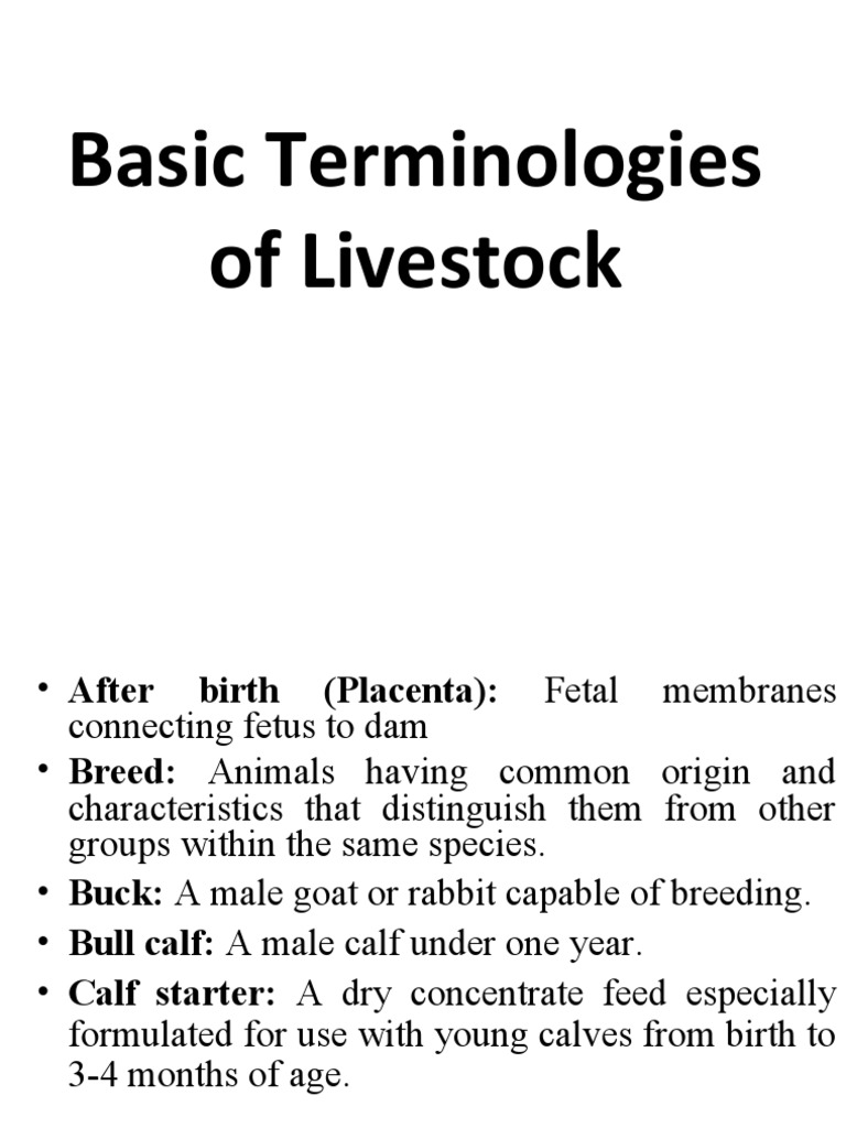 Basic Terminologies of Livestock | PDF | Calf | Cattle