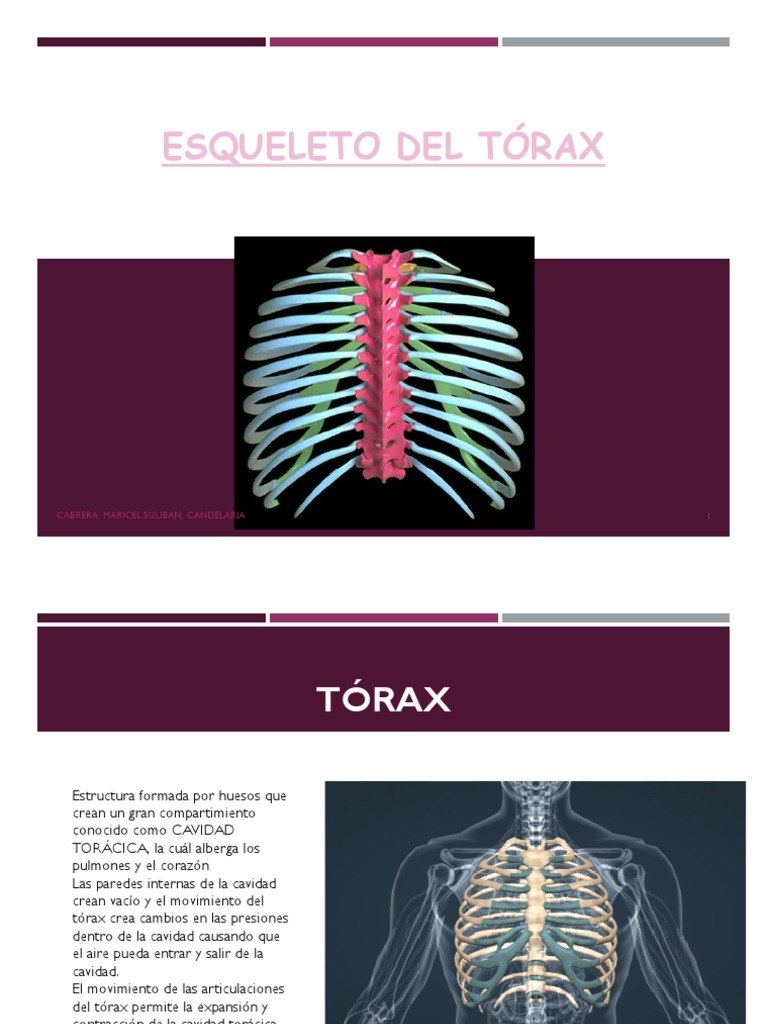 Esqueleto Del Tórax | PDF | Tórax | Anatomía humana