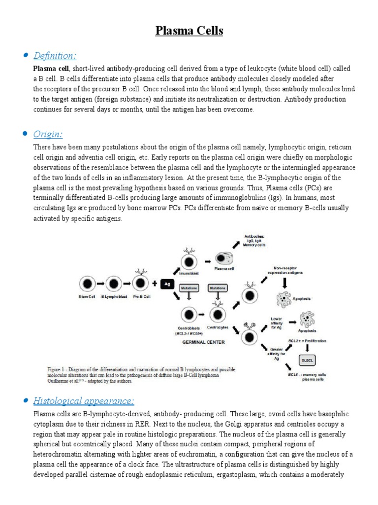 Plasma Cells: Definition | PDF | Immunology | Medical Specialties