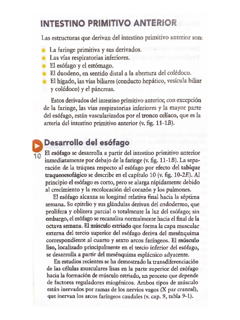 Intestino Primitivo Anterior | PDF | Esófago | Gastroenterología