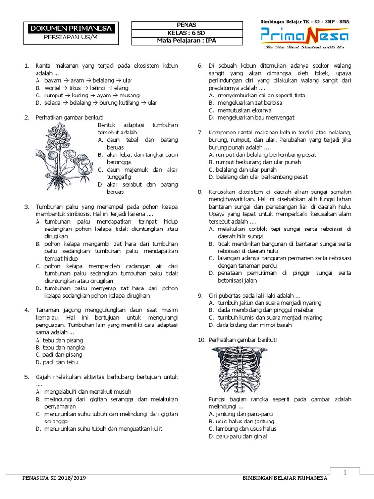 Penas Ipa 6SD | PDF
