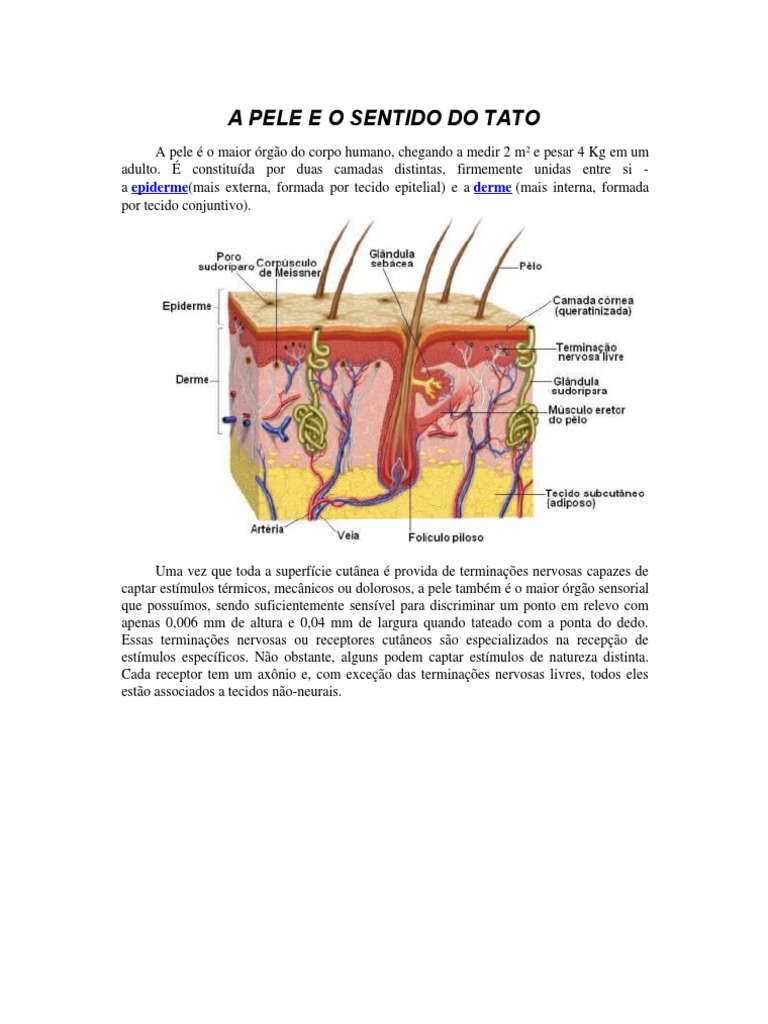 A PELE E O SENTIDO DO TATO | Pele | Estímulo (fFsiologia)