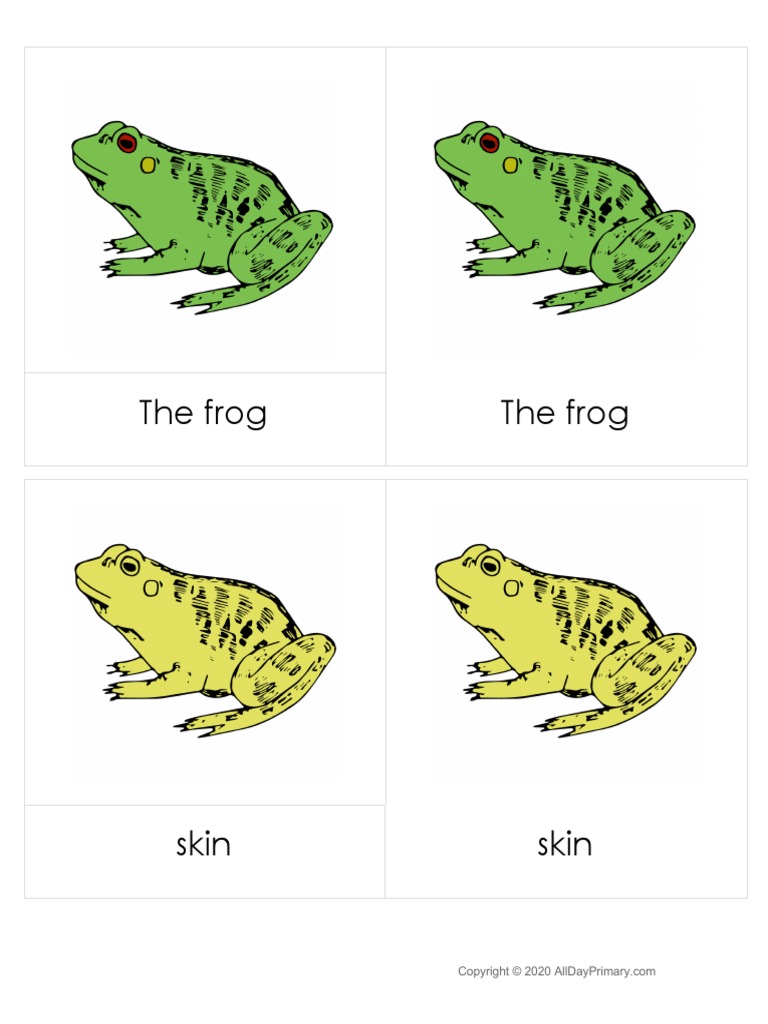 Parts of A Frog 3 Part Cards | PDF | Business