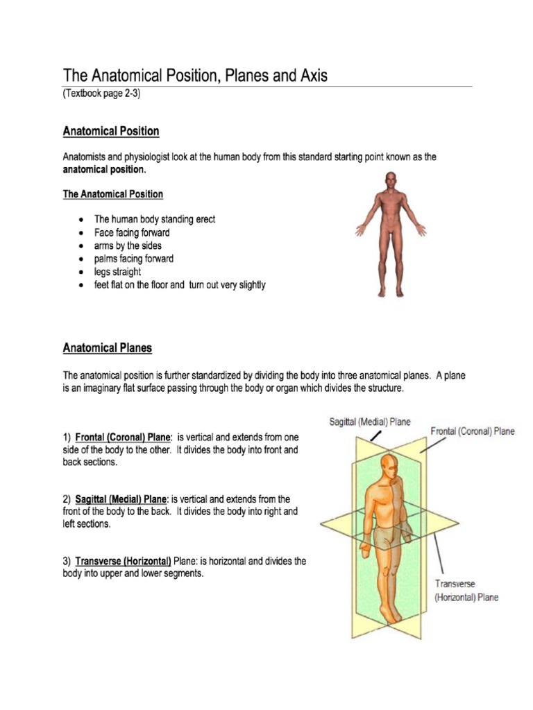 The Anatomical Position, Planes and Axis | PDF
