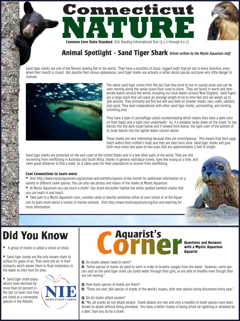 Sharks | PDF | Sharks | Aquatic Animals