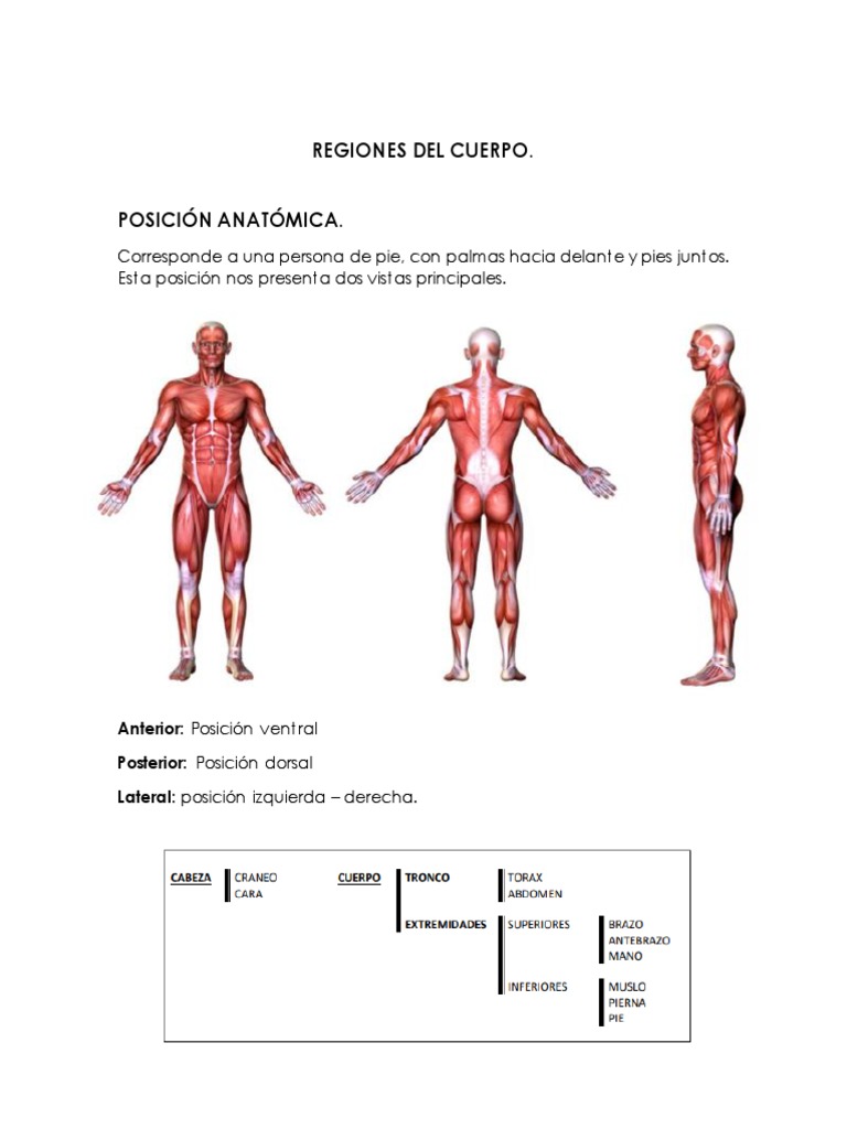 Planos y Ejes Corporales | PDF | Términos anatómicos de ubicación ...