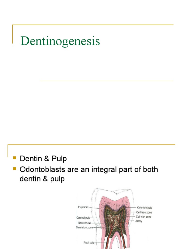 Dentinogenesis[1]