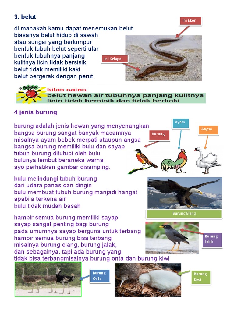 Belut Dan Jenis Burung | PDF