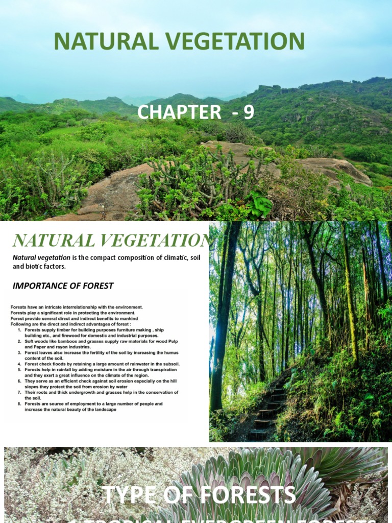Natural Vegetation: Chapter - 9 | PDF | Forests | Rain