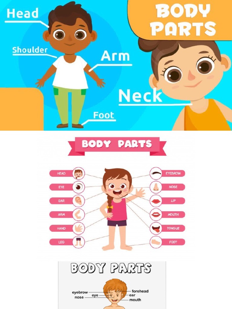 Parts of Human Body | PDF