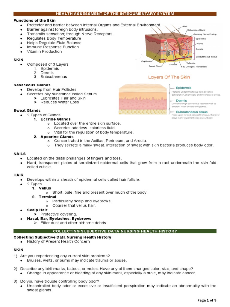 Integumentary System Health Assessment | PDF | Integumentary System | Skin