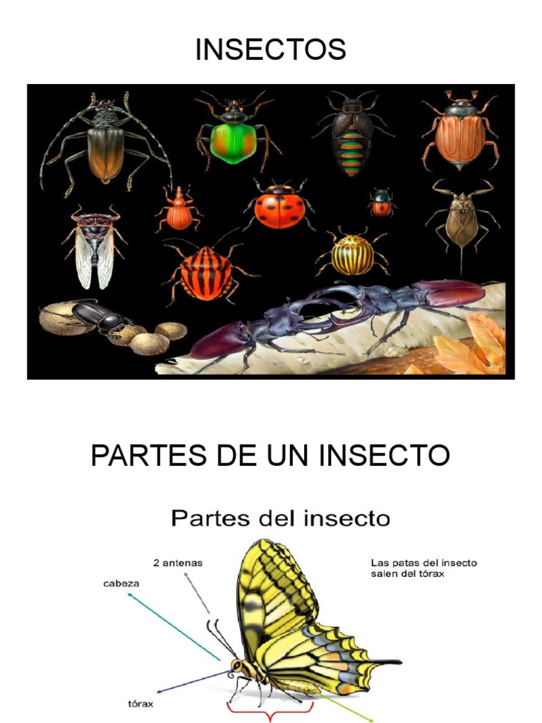 Partes y Hábitos de los Insectos | PDF | Hogar, jardinería y bricolaje