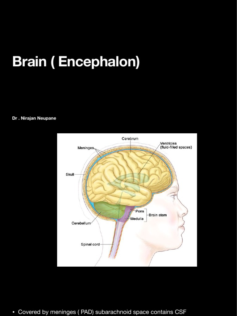 Brain (Encephalon) : DR - Nirajan Neupane | PDF | Cerebrum | Cerebellum