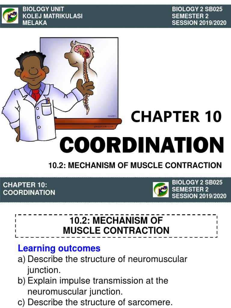 10.2 Mechanism of Muscle Contraction | PDF | Neuromuscular Junction ...
