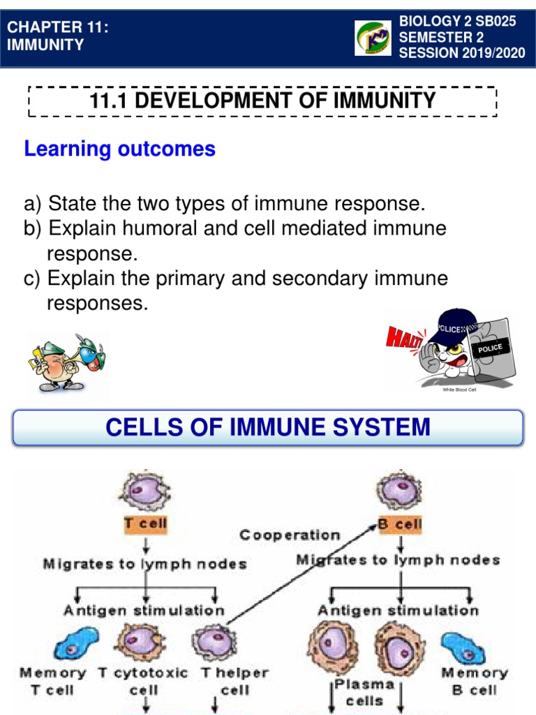 11.2 Development of Immunity | PDF | Immune System | Humoral Immunity