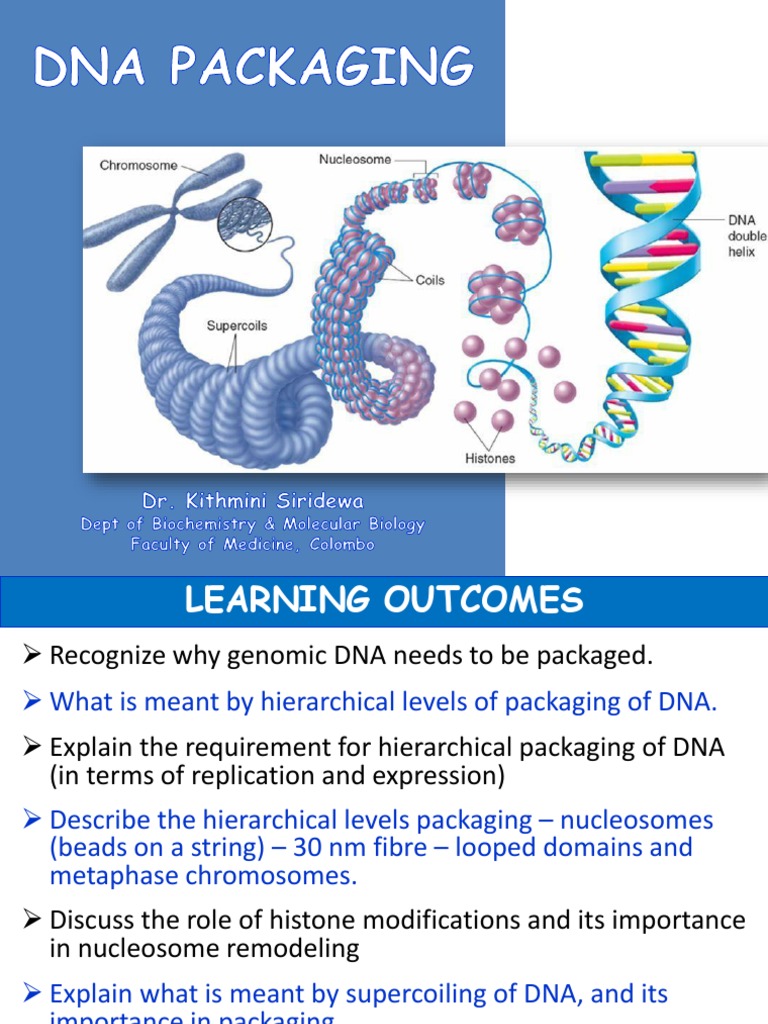 DNA Packaging | PDF | Chromatin | Histone