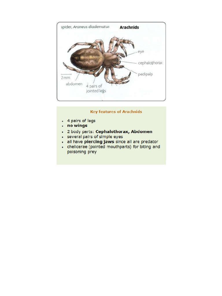 4 Classification of Living Things - Biology Notes | PDF