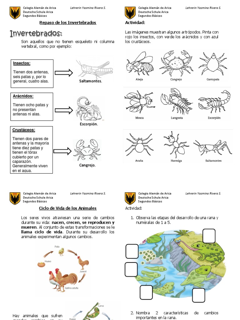 Ciclo de Vida | PDF | Insectos | Crustáceo