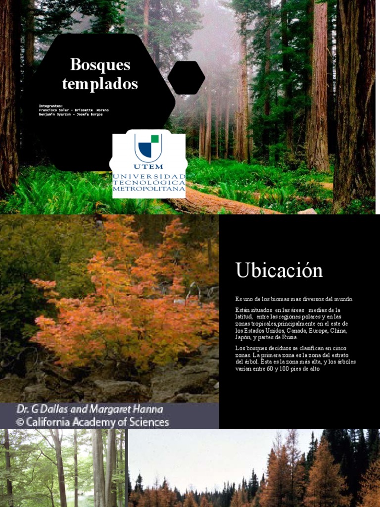Bosques Templados | PDF | Los bosques | Arboles