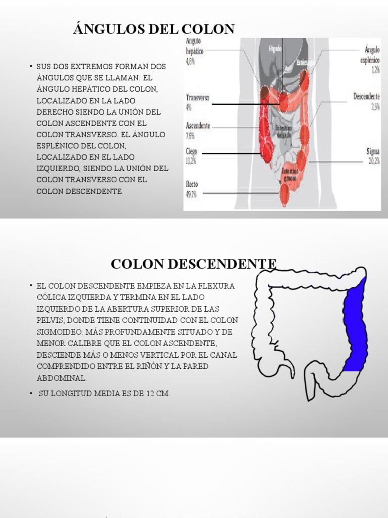 Anatomía y Ángulos del Colon | PDF | Intestino grueso | Abdomen