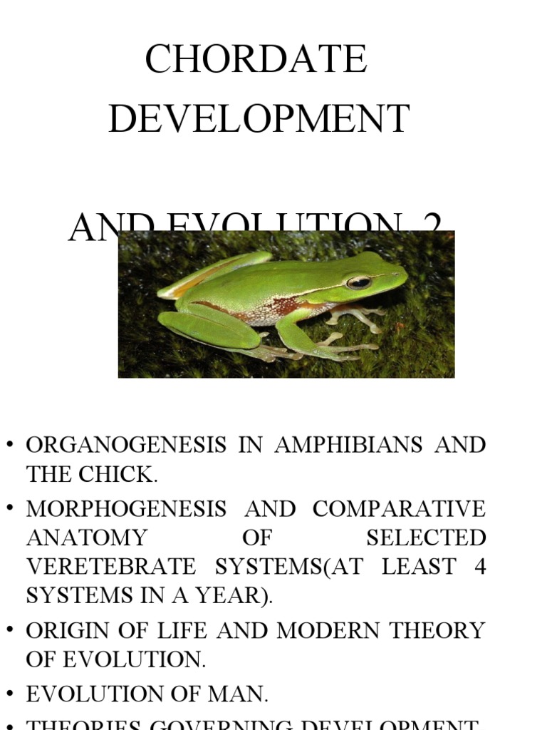 Chordate Development and Evolution Insights | PDF | Vertebra | Skin
