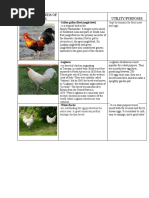 Poultry Classification and Breeds Overview | PDF | Chicken | Birds