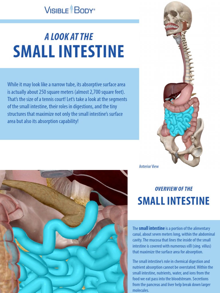 A Look at The: Small Intestine | Download Free PDF | Small Intestine ...