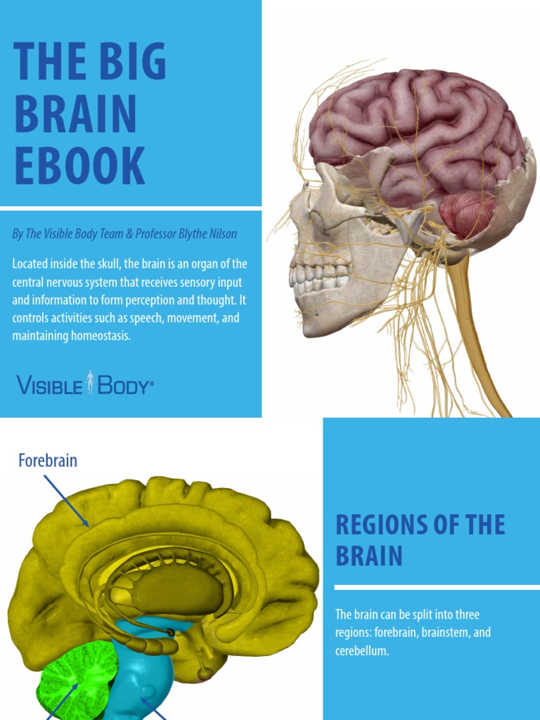VisibleBody Brain Ebook May2021 | PDF | Cerebrum | Cerebral Cortex