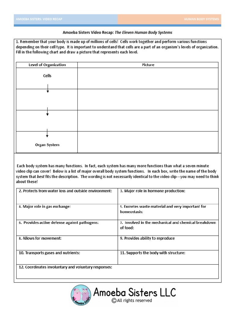 Amoeba Sisters: Human Body Systems Recap | PDF
