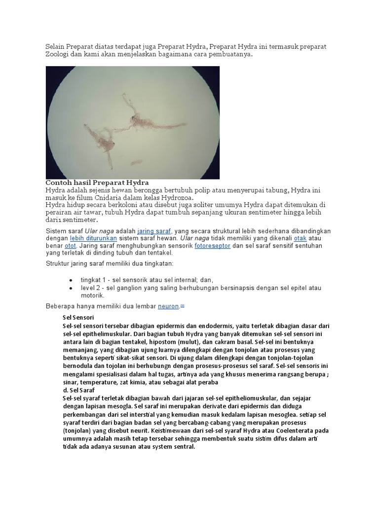 Contoh Hasil Preparat Hydra: Jaring Saraf Lebih Diturunkan Otak Otot ...