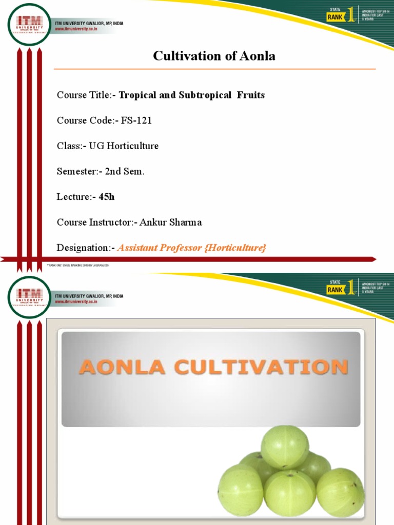 Aonla Cultivation and Benefits Guide | PDF | Soil | Plants