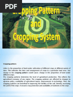 What Is Ratooning | PDF | Agriculture | Horticulture