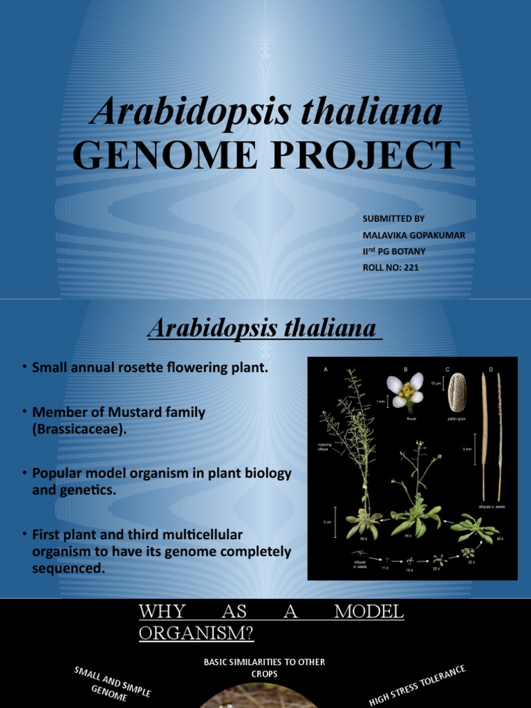 Arabidopsis Thaliana GENOME PROJECT | PDF | Arabidopsis Thaliana | Gene