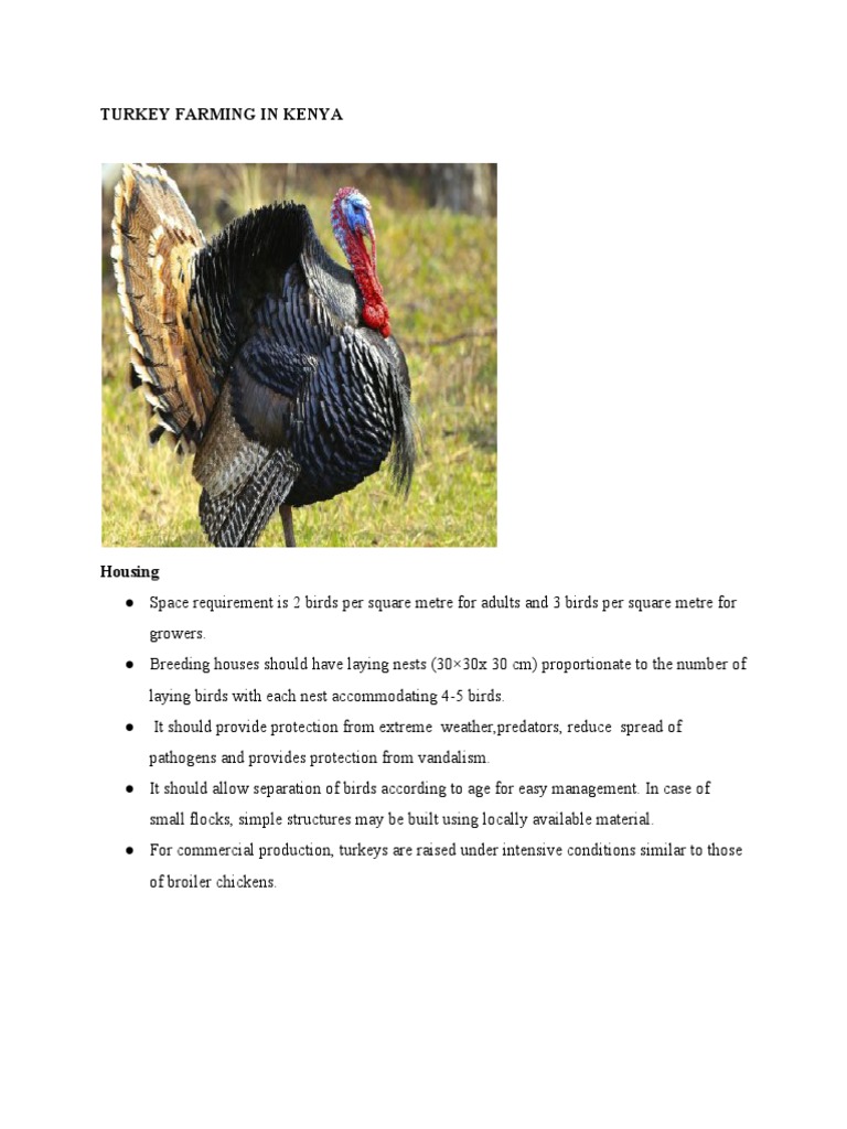 Turkey Farming in Kenya Zas | PDF | Poultry | Vaccines
