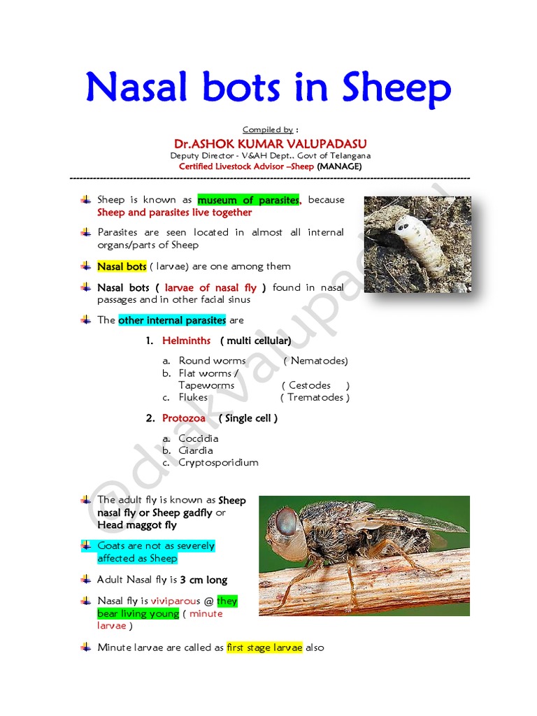 27.07.2021 Nasal Bots at Sheep | PDF | Sheep | Human Nose