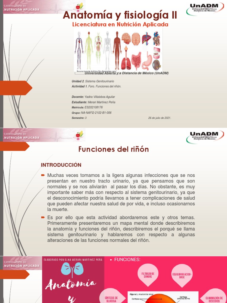 Afi2 U2 A1 Memp | PDF | Sistema urinario | Urología