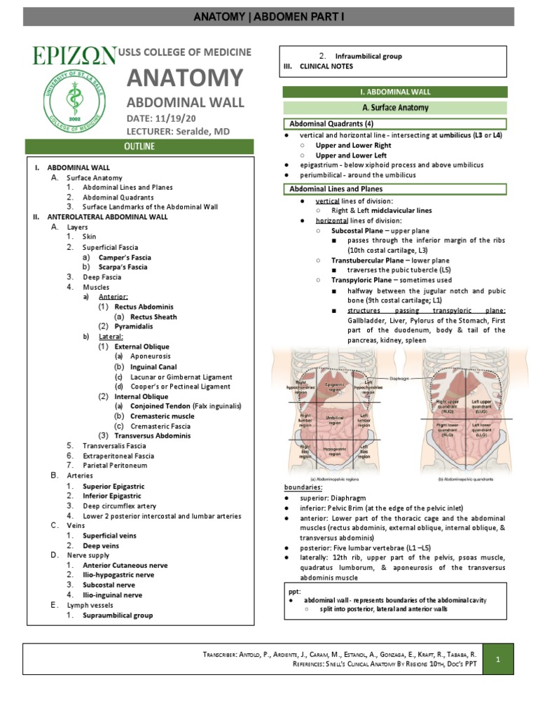 13 Abdomen Part I | PDF | Abdomen | Musculoskeletal System