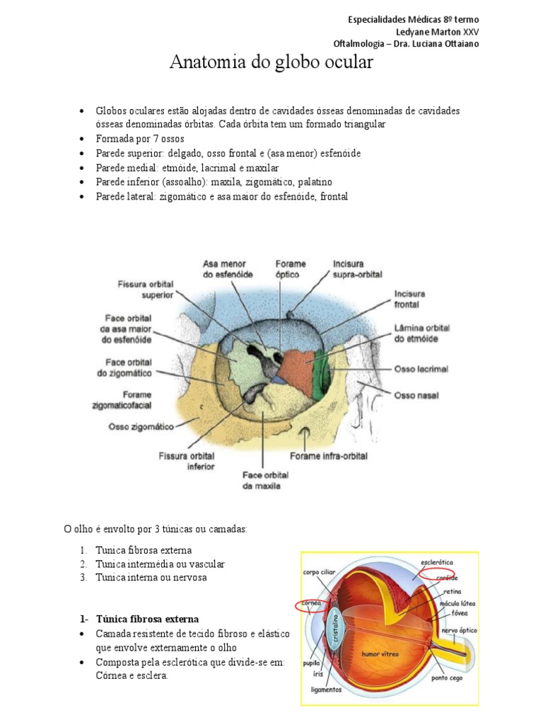 1 Anatomia Do Globo Ocular - Oftalmo | PDF | Olho humano | Olho