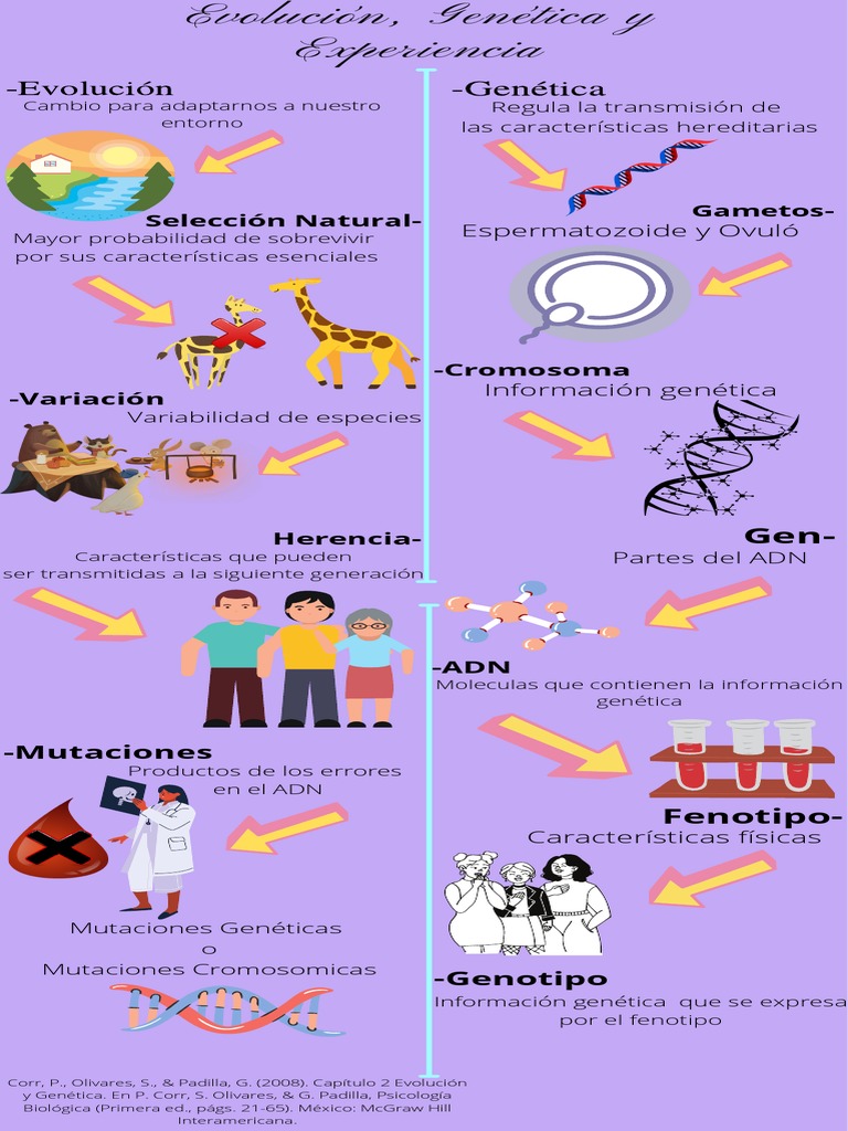 Evolución, Genética y Experiencia | PDF