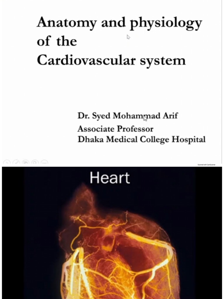 Anatomy & Physiology of The CVS | PDF