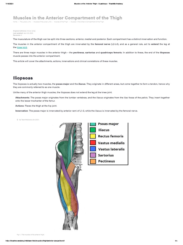 Muscles of The Anterior Thigh - Quadriceps - TeachMeAnatomy | PDF ...