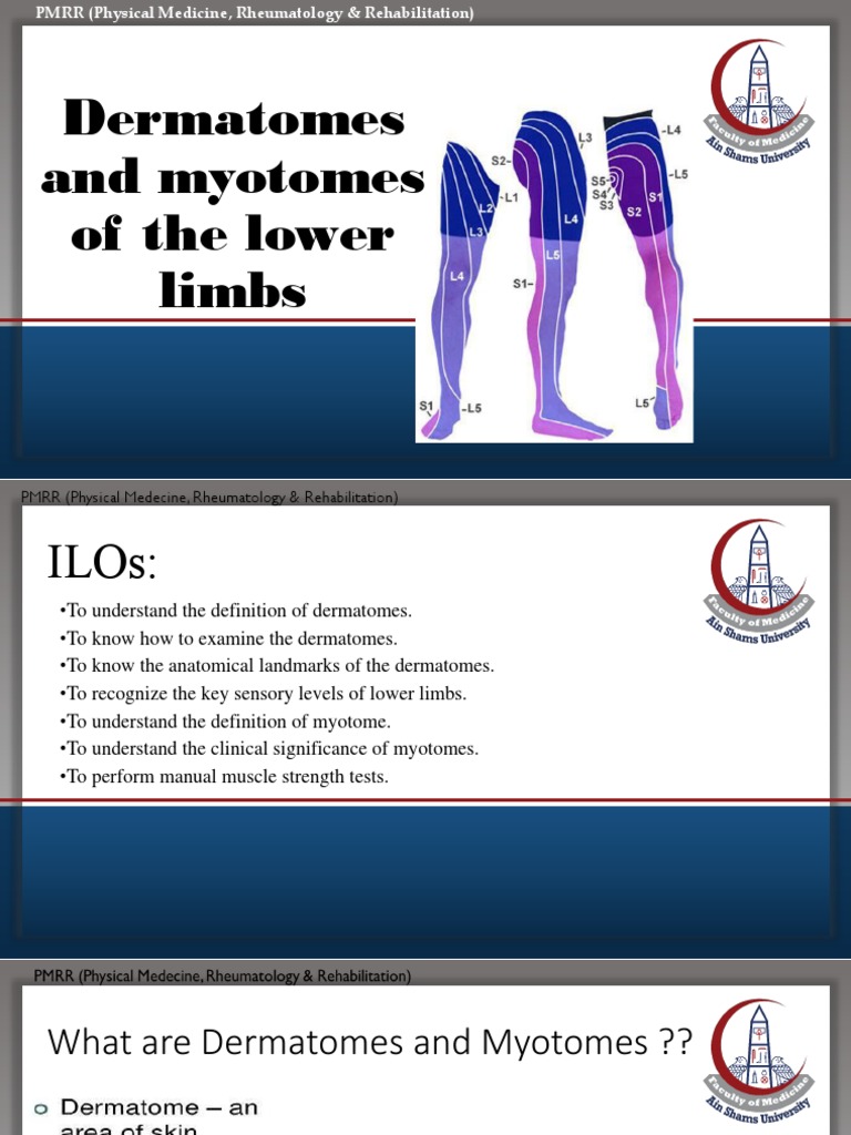 Lower Extremity Myotomes