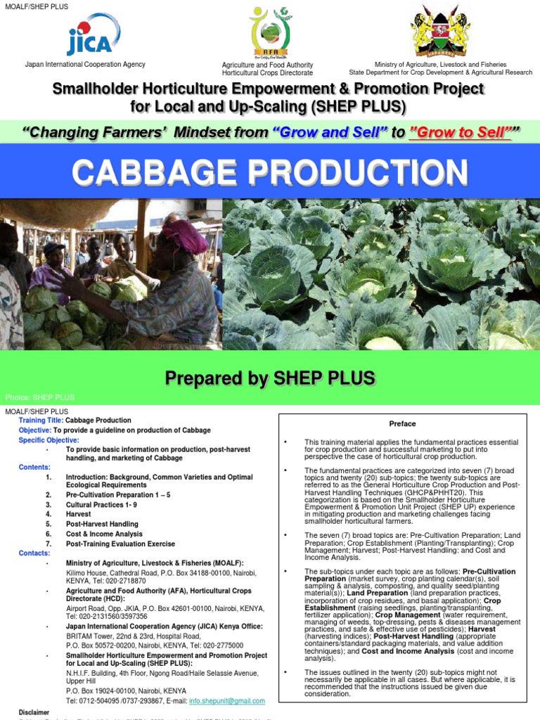 Cabbage Production JICA | PDF | Plant Nursery | Cabbage