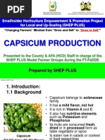 Cabbage Production JICA | PDF | Plant Nursery | Cabbage