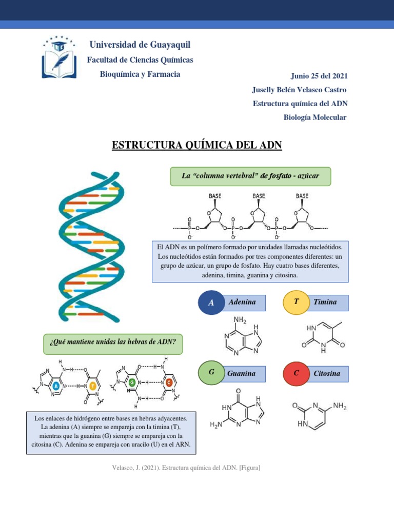 Estructura Química Del ADN | PDF | Adn | Nucleótidos