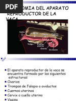 Aparato Reproductor Hembra Porcina | PDF | Vagina | Sistema reproductivo